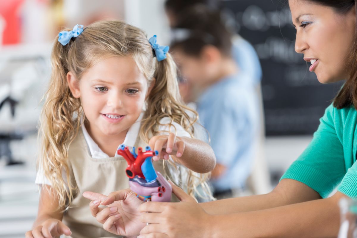 STEM Saturday: Learning About The Human Heart